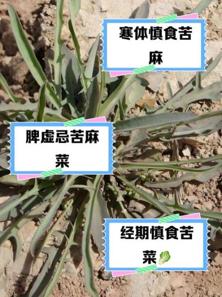 苦苣菜的功效与禁忌_哪些人不能吃-第2张图片-山城妙识 苦苣菜的功效与禁忌_哪些人不能吃-第2张图片-山城妙识