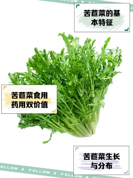 苦苣菜的功效与禁忌_哪些人不能吃-第3张图片-山城妙识 苦苣菜的功效与禁忌_哪些人不能吃-第3张图片-山城妙识