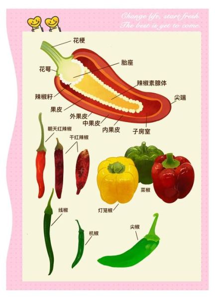 大辣椒的功效与作用_吃辣椒能减肥吗-第2张图片-山城妙识 大辣椒的功效与作用_吃辣椒能减肥吗-第2张图片-山城妙识