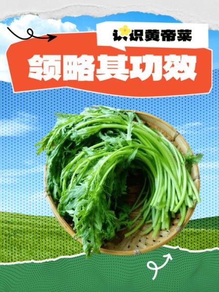 皇帝菜的功效与作用_皇帝菜怎么吃最营养-第1张图片-山城妙识 皇帝菜的功效与作用_皇帝菜怎么吃最营养-第1张图片-山城妙识