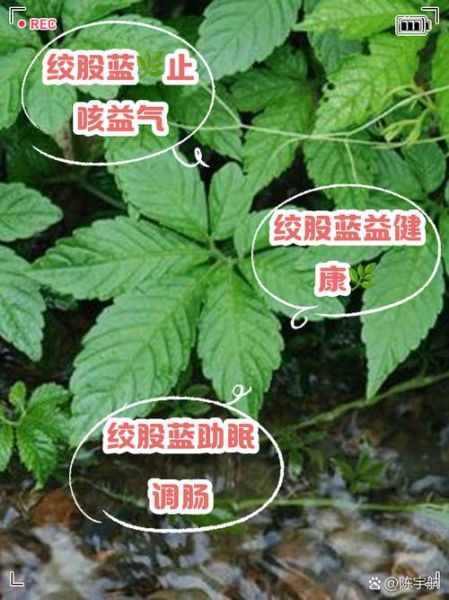 喝绞股蓝会死亡吗_绞股蓝中毒症状-第1张图片-山城妙识 喝绞股蓝会死亡吗_绞股蓝中毒症状-第1张图片-山城妙识