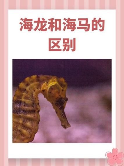 海龙和海马的功效区别_哪个补肾更好-第1张图片-山城妙识 海龙和海马的功效区别_哪个补肾更好-第1张图片-山城妙识