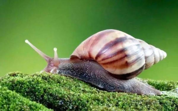 蜗牛图片真实照片_如何拍摄高清细节-第2张图片-山城妙识 蜗牛图片真实照片_如何拍摄高清细节-第2张图片-山城妙识