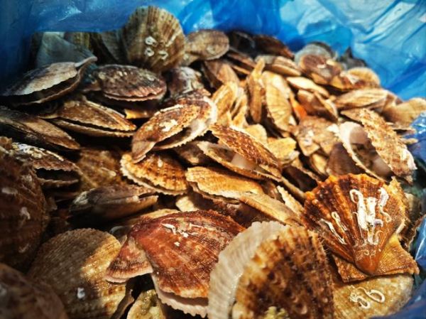 扇贝好黑_扇贝发黑还能吃吗-第3张图片-山城妙识