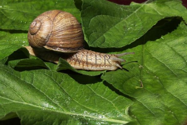 蜗牛图片真实照片_如何拍摄高清细节-第3张图片-山城妙识 蜗牛图片真实照片_如何拍摄高清细节-第3张图片-山城妙识