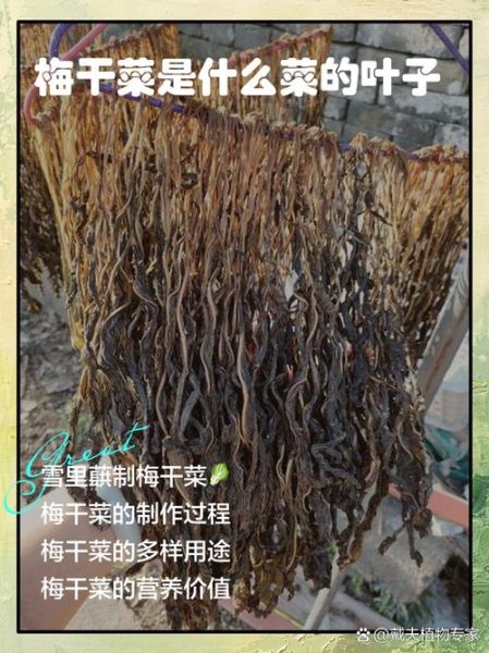 梅菜是什么菜_梅菜和雪里蕻的区别-第1张图片-山城妙识 梅菜是什么菜_梅菜和雪里蕻的区别-第1张图片-山城妙识