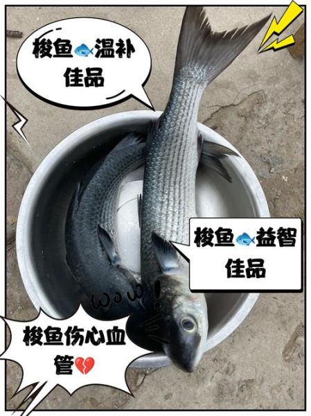吃梭鱼的禁忌_哪些人不能吃梭鱼-第2张图片-山城妙识
