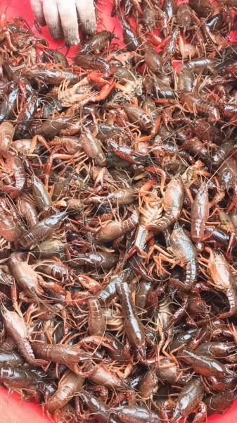 青龙虾怎么挑选_青龙虾价格多少钱一斤-第3张图片-山城妙识 青龙虾怎么挑选_青龙虾价格多少钱一斤-第3张图片-山城妙识