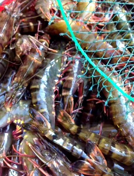 草虾怎么养_草虾养殖技术要点-第1张图片-山城妙识