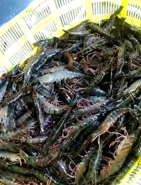 草虾怎么养_草虾养殖技术要点-第2张图片-山城妙识