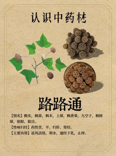 路路通的功效与作用_路路通能治哪些病-第2张图片-山城妙识 路路通的功效与作用_路路通能治哪些病-第2张图片-山城妙识