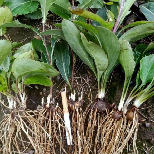 苍术种植技术及亩收益_一亩地能赚多少钱-第1张图片-山城妙识 苍术种植技术及亩收益_一亩地能赚多少钱-第1张图片-山城妙识