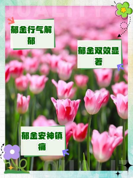 郁金的功效与作用是什么_郁金能治疗哪些疾病-第3张图片-山城妙识 郁金的功效与作用是什么_郁金能治疗哪些疾病-第3张图片-山城妙识
