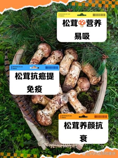 生松茸的功效与作用_生松茸怎么吃最好-第3张图片-山城妙识 生松茸的功效与作用_生松茸怎么吃最好-第3张图片-山城妙识