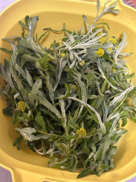 做清明团子的草叫什么_青团草到底长什么样-第1张图片-山城妙识