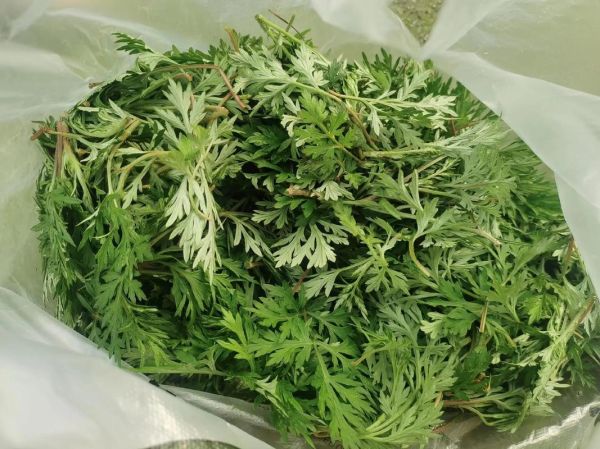 做清明团子的草叫什么_青团草到底长什么样-第2张图片-山城妙识