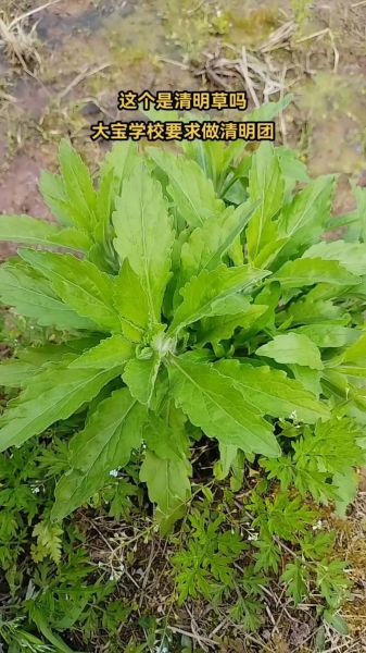 做清明团子的草叫什么_青团草到底长什么样-第3张图片-山城妙识