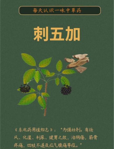 刺五加籽的功效与作用_刺五加籽的禁忌有哪些-第1张图片-山城妙识 刺五加籽的功效与作用_刺五加籽的禁忌有哪些-第1张图片-山城妙识