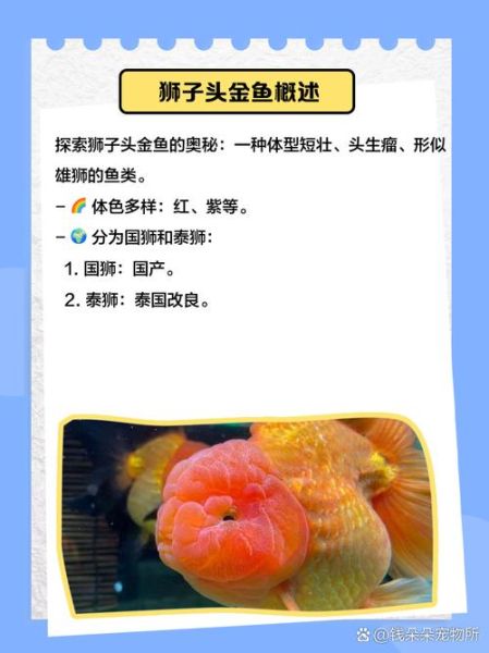 狮子头金鱼怎么养_狮子头金鱼能长多大-第1张图片-山城妙识