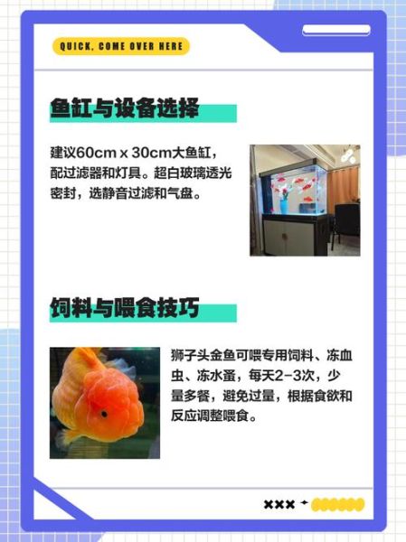 狮子头金鱼怎么养_狮子头金鱼能长多大-第2张图片-山城妙识