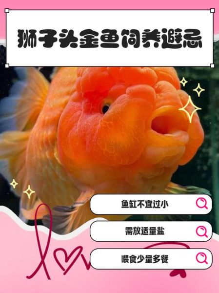 狮子头金鱼怎么养_狮子头金鱼能长多大-第3张图片-山城妙识