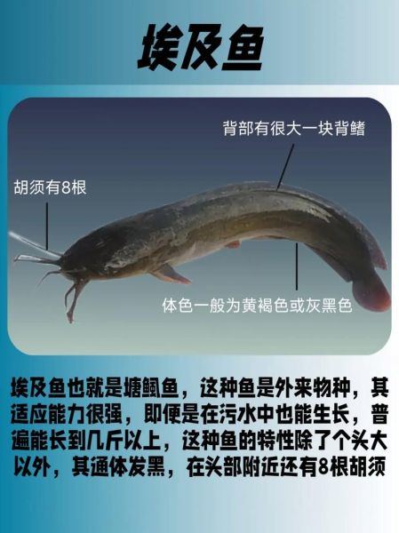 埃及胡子鲶怎么养_埃及胡子鲶吃什么-第3张图片-山城妙识 埃及胡子鲶怎么养_埃及胡子鲶吃什么-第3张图片-山城妙识