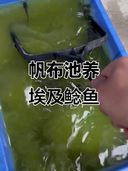 埃及胡子鲶怎么养_埃及胡子鲶吃什么-第2张图片-山城妙识 埃及胡子鲶怎么养_埃及胡子鲶吃什么-第2张图片-山城妙识