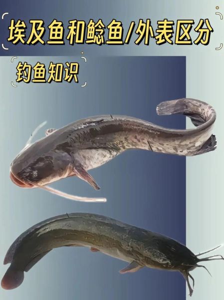 埃及胡子鲶怎么养_埃及胡子鲶吃什么-第1张图片-山城妙识 埃及胡子鲶怎么养_埃及胡子鲶吃什么-第1张图片-山城妙识