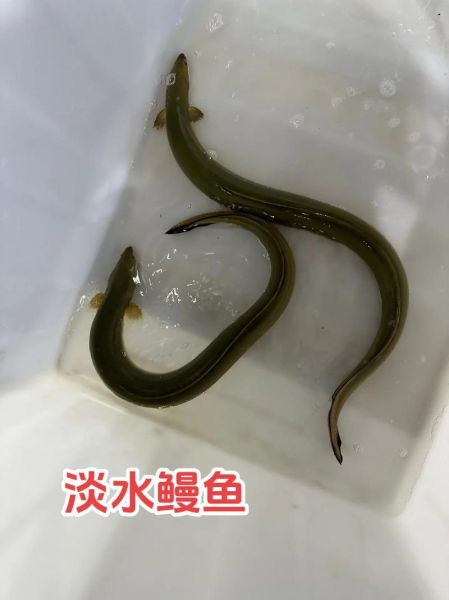 淡水鳗鱼如何繁殖_人工繁殖技术难点-第1张图片-山城妙识 淡水鳗鱼如何繁殖_人工繁殖技术难点-第1张图片-山城妙识