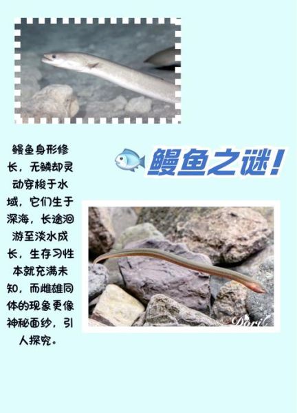 淡水鳗鱼如何繁殖_人工繁殖技术难点-第3张图片-山城妙识 淡水鳗鱼如何繁殖_人工繁殖技术难点-第3张图片-山城妙识