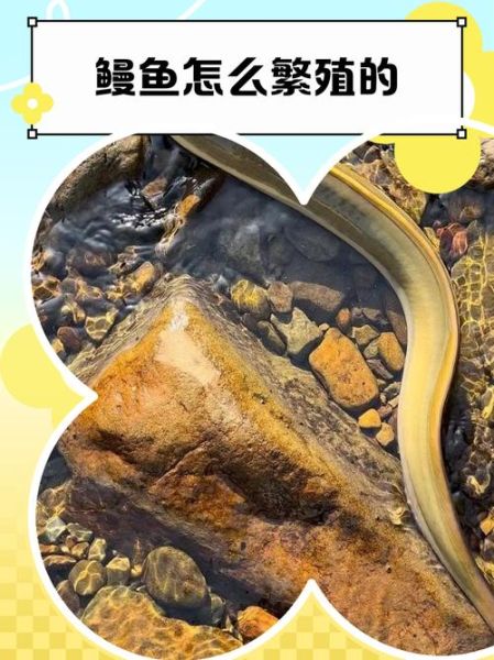 淡水鳗鱼如何繁殖_人工繁殖技术难点-第2张图片-山城妙识 淡水鳗鱼如何繁殖_人工繁殖技术难点-第2张图片-山城妙识