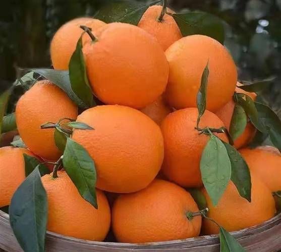 水果大全大图片_哪些水果高清大图最实用-第1张图片-山城妙识