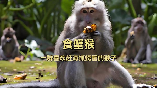 食蟹猴价格_食蟹猴多少钱一只-第1张图片-山城妙识 食蟹猴价格_食蟹猴多少钱一只-第1张图片-山城妙识