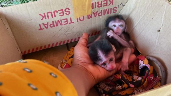 食蟹猴价格_食蟹猴多少钱一只-第3张图片-山城妙识 食蟹猴价格_食蟹猴多少钱一只-第3张图片-山城妙识