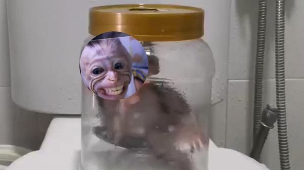 食蟹猴价格_食蟹猴多少钱一只-第2张图片-山城妙识 食蟹猴价格_食蟹猴多少钱一只-第2张图片-山城妙识