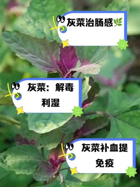 灰菜能吃吗_灰菜怎么吃才安全-第1张图片-山城妙识 灰菜能吃吗_灰菜怎么吃才安全-第1张图片-山城妙识