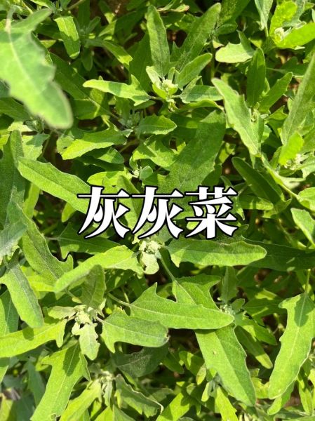 灰菜能吃吗_灰菜怎么吃才安全-第3张图片-山城妙识 灰菜能吃吗_灰菜怎么吃才安全-第3张图片-山城妙识