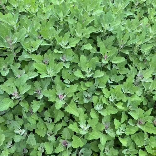 灰菜能吃吗_灰菜怎么吃才安全-第2张图片-山城妙识 灰菜能吃吗_灰菜怎么吃才安全-第2张图片-山城妙识