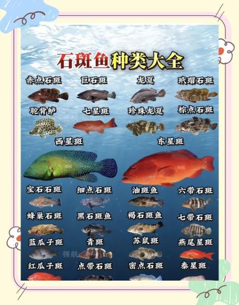 石斑鱼多少钱一斤_石斑鱼价格表怎么看-第3张图片-山城妙识 石斑鱼多少钱一斤_石斑鱼价格表怎么看-第3张图片-山城妙识