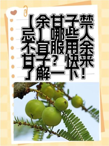 余甘子功效与作用_余甘子怎么吃效果最好-第2张图片-山城妙识 余甘子功效与作用_余甘子怎么吃效果最好-第2张图片-山城妙识