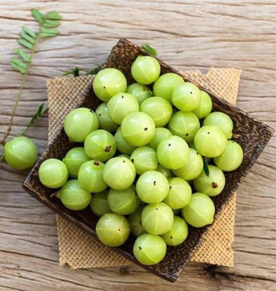 余甘子功效与作用_余甘子怎么吃效果最好-第3张图片-山城妙识 余甘子功效与作用_余甘子怎么吃效果最好-第3张图片-山城妙识