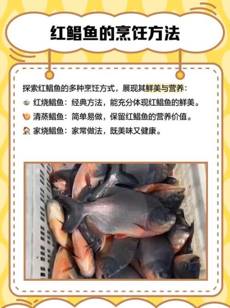淡水红鲳鱼能吃吗_淡水红鲳鱼对人体有害吗-第2张图片-山城妙识 淡水红鲳鱼能吃吗_淡水红鲳鱼对人体有害吗-第2张图片-山城妙识