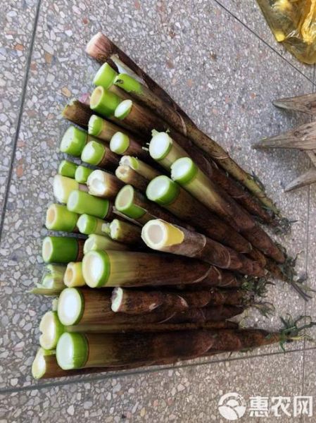 雷竹笋怎么挑选_雷竹笋怎么保存-第2张图片-山城妙识 雷竹笋怎么挑选_雷竹笋怎么保存-第2张图片-山城妙识