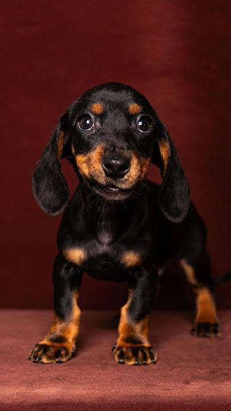 腊肠狗是什么梗_腊肠狗梗怎么来的-第2张图片-山城妙识 腊肠狗是什么梗_腊肠狗梗怎么来的-第2张图片-山城妙识