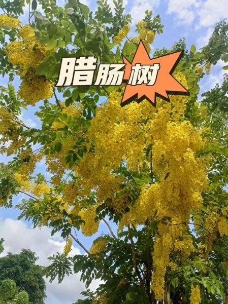 香肠树长什么样_香肠树果实能吃吗-第2张图片-山城妙识