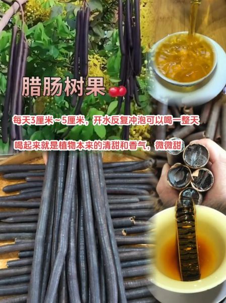 香肠树长什么样_香肠树果实能吃吗-第1张图片-山城妙识