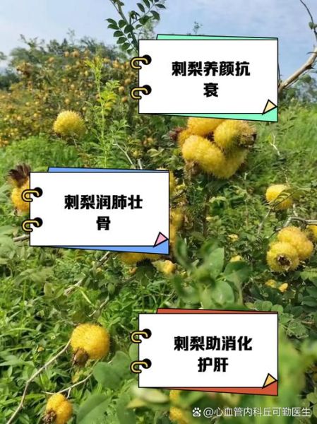 野刺梨的功效与作用_野刺梨怎么吃效果最好-第1张图片-山城妙识 野刺梨的功效与作用_野刺梨怎么吃效果最好-第1张图片-山城妙识