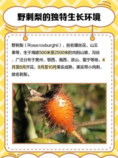 野刺梨的功效与作用_野刺梨怎么吃效果最好-第2张图片-山城妙识 野刺梨的功效与作用_野刺梨怎么吃效果最好-第2张图片-山城妙识