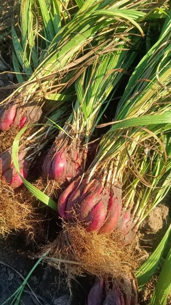 野生红葱头怎么保存_野生红葱头图片长什么样-第1张图片-山城妙识 野生红葱头怎么保存_野生红葱头图片长什么样-第1张图片-山城妙识