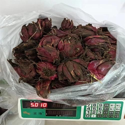 野生红葱头怎么保存_野生红葱头图片长什么样-第2张图片-山城妙识 野生红葱头怎么保存_野生红葱头图片长什么样-第2张图片-山城妙识